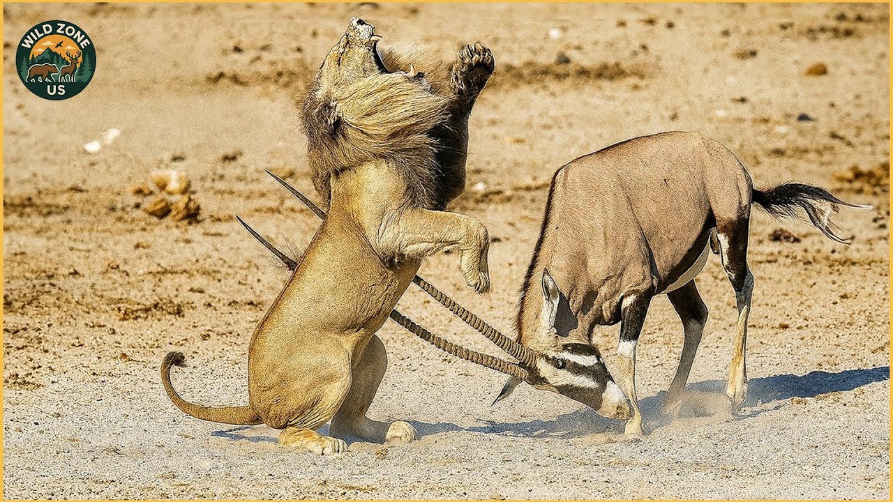 Top Wild Animals That BEAT UP the Lion in the Wild | Animal Fights ...