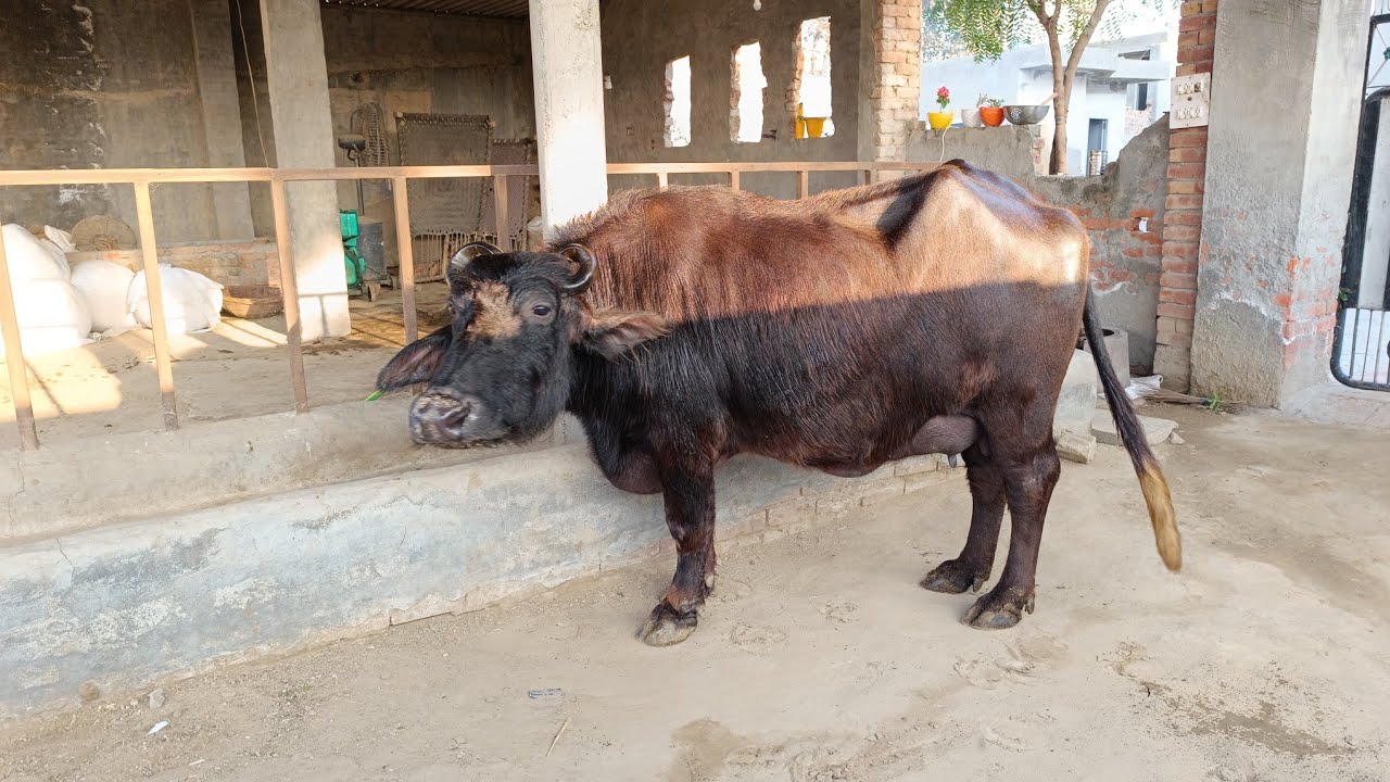 One Buffalo For Sale, ਇੱਕ ਮੱਝ ਵਿਕਾਊ - YouTube