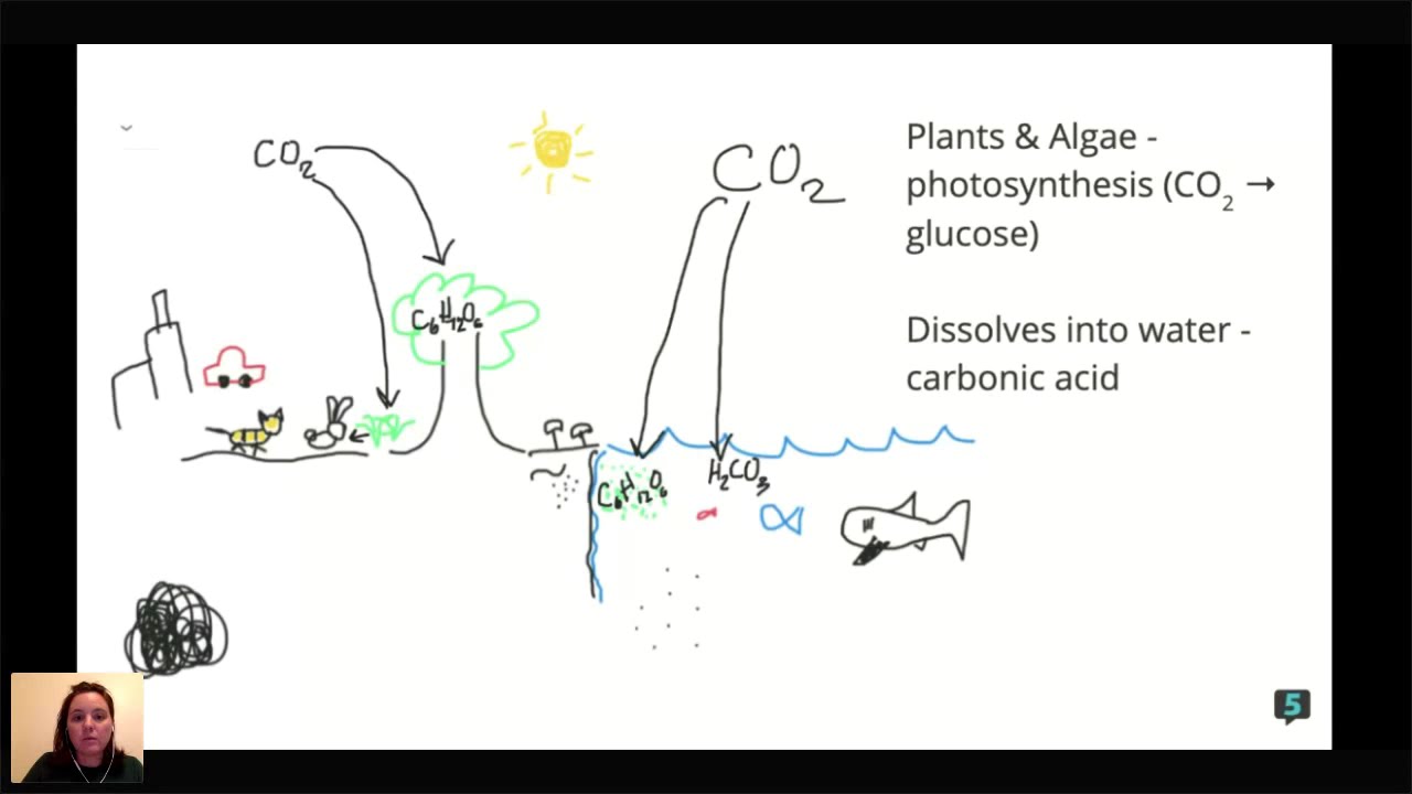 APES - Carbon Cycle - YouTube