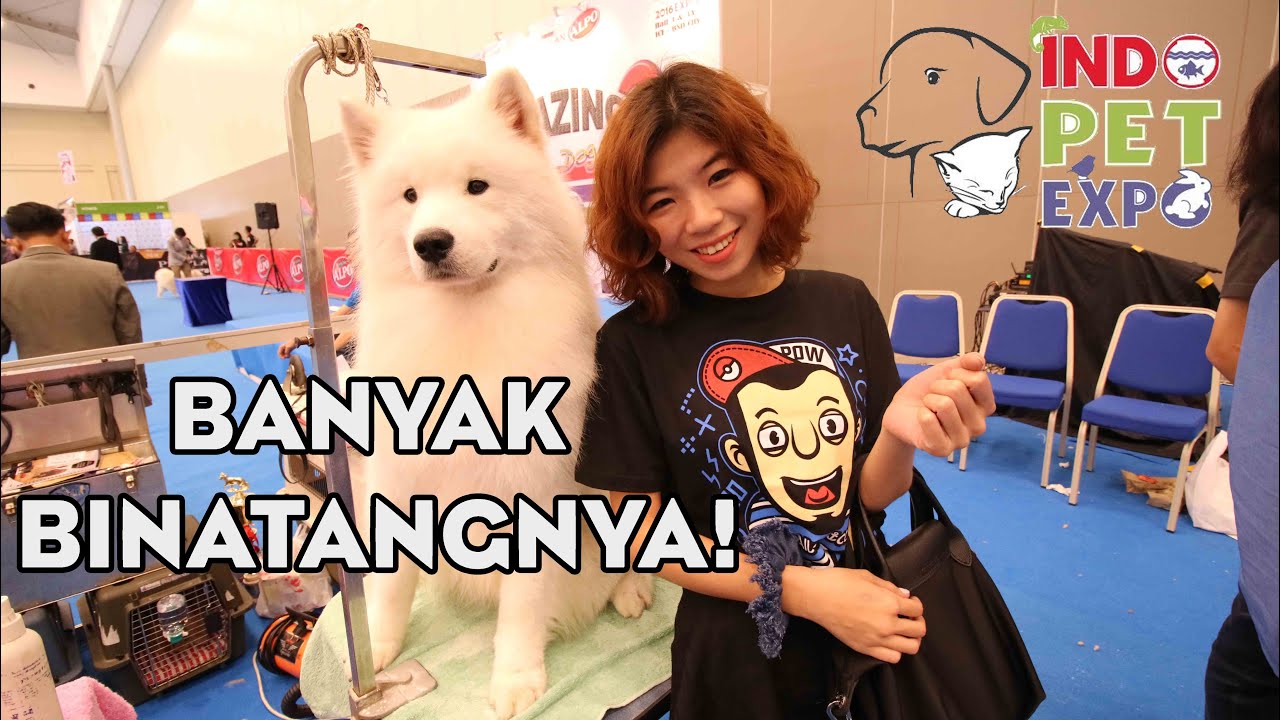 Jalan Ke Acara Yang Banyak Binatangnya - Indopet Expo 2016 vlogs - YouTube