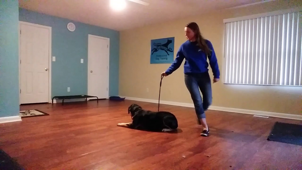Morgan the Dependable Dog part 2 - YouTube