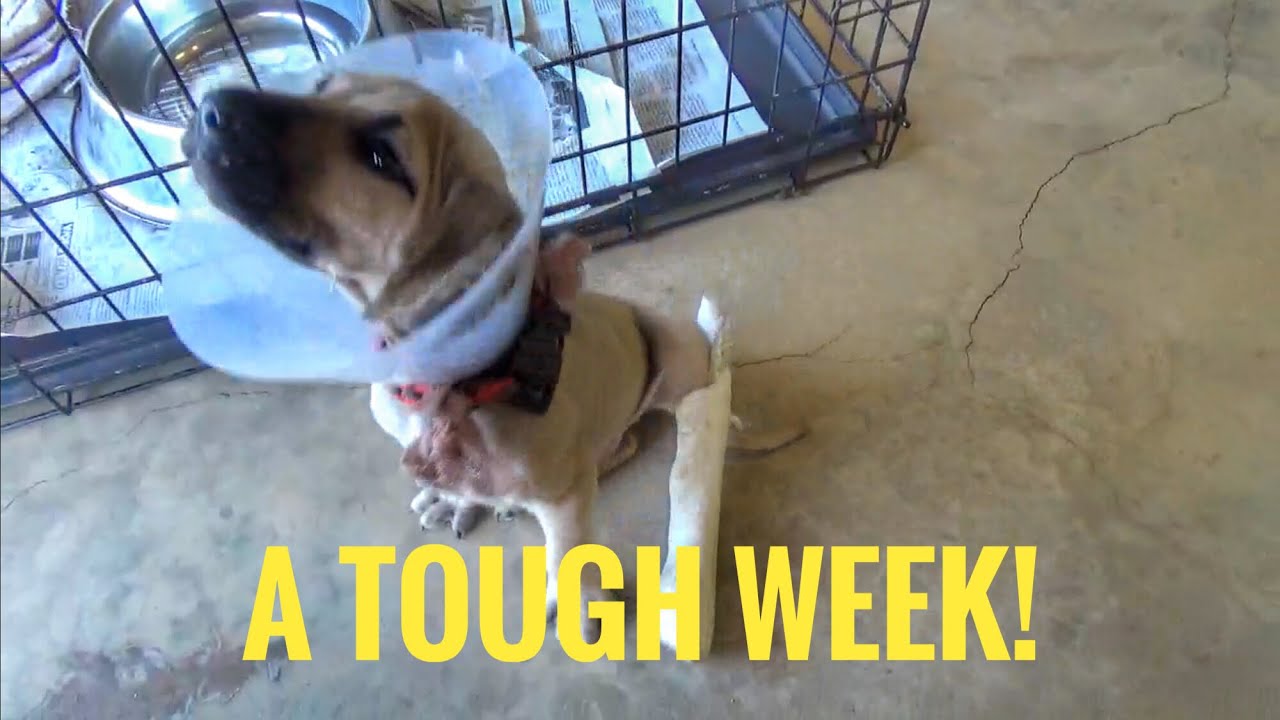 Updates, a tough week - YouTube