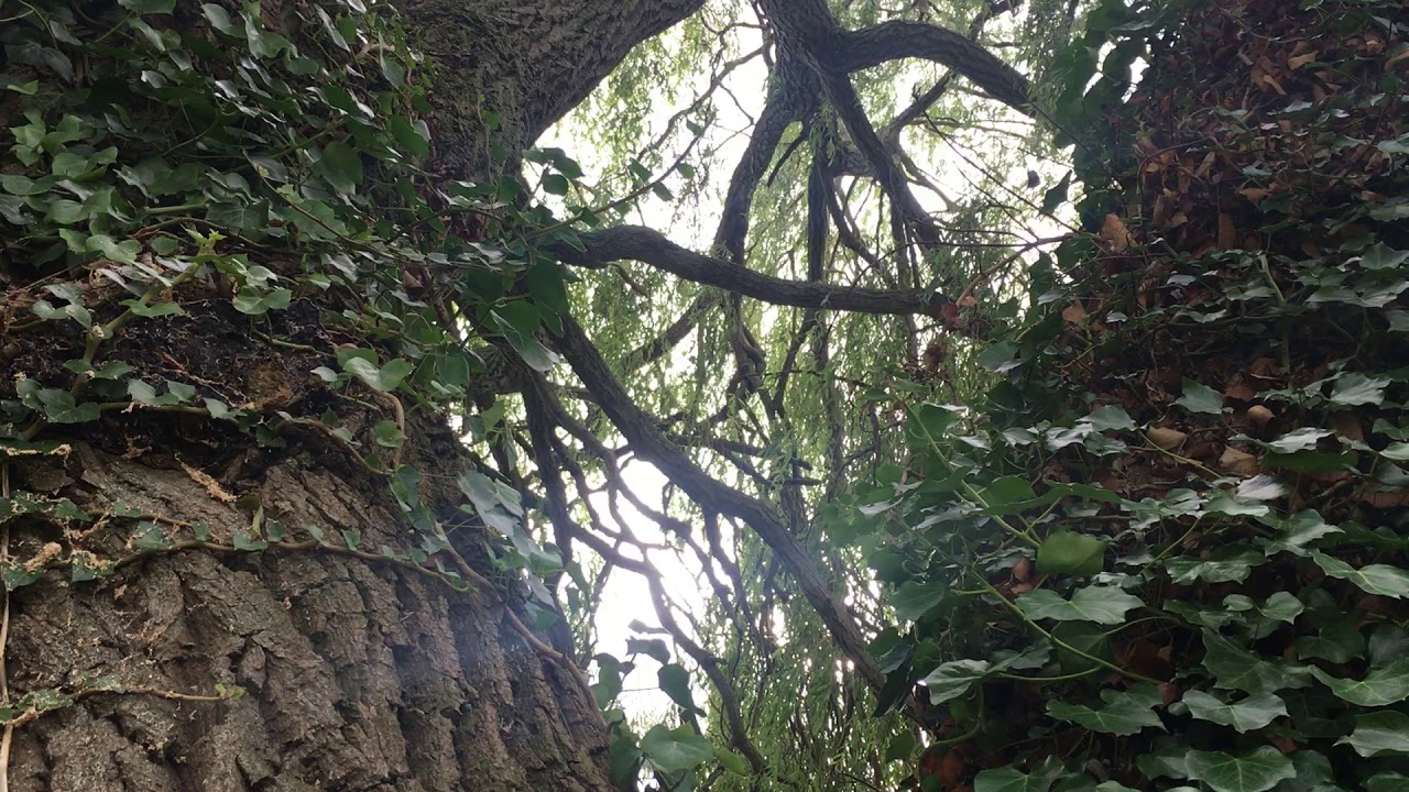 Golden weeping willow - Ivy & canopy - September 2019 - YouTube