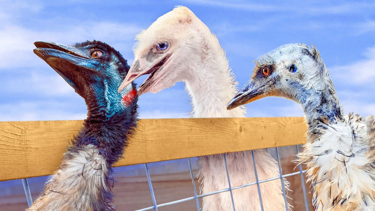 The New Emus are Fighting (and How We Fixed It) - YouTube