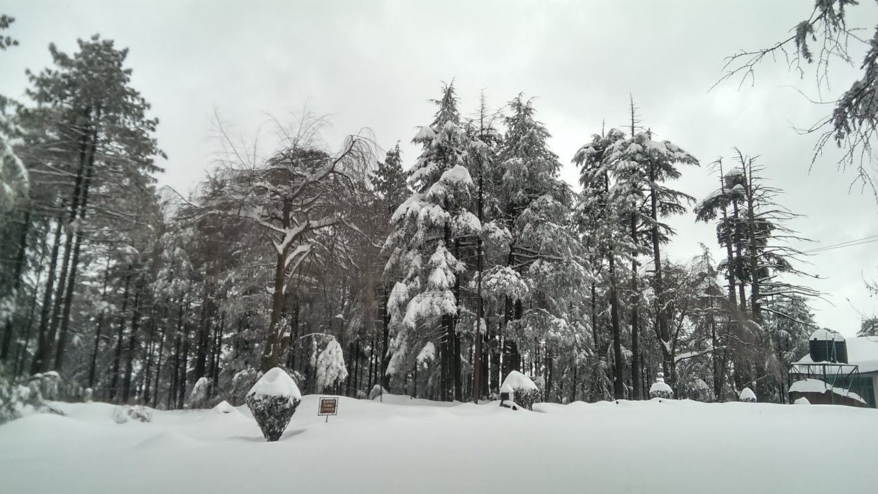 Pure Bliss: Enjoying the Fresh Snowfall at Patnitop J&K !!! - YouTube