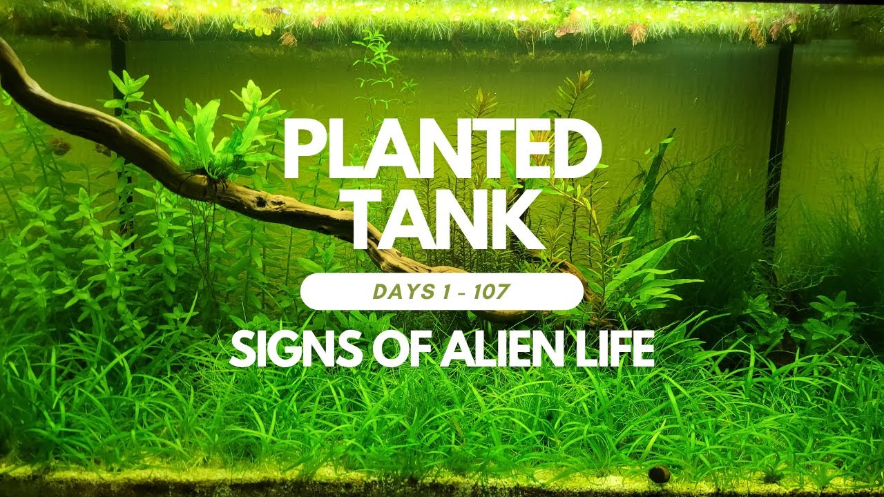 Natural Aquarium: Update (Alien life) - YouTube