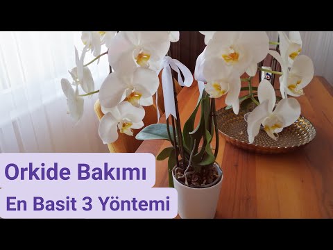 Orkide Bakımı Nasıl Yapılır Püf Noktası Nelerdir #Orkide #Keiki
