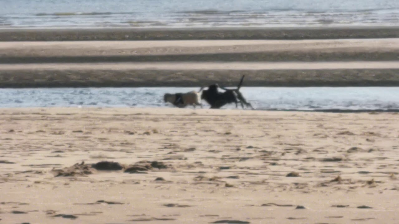 Luna Mablethorpe playing with dogs on beach - YouTube