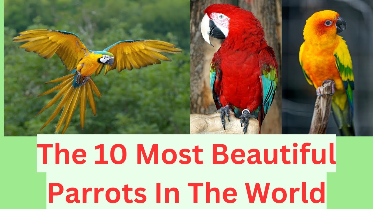 The 10 Most Beautiful Parrots In The World - YouTube