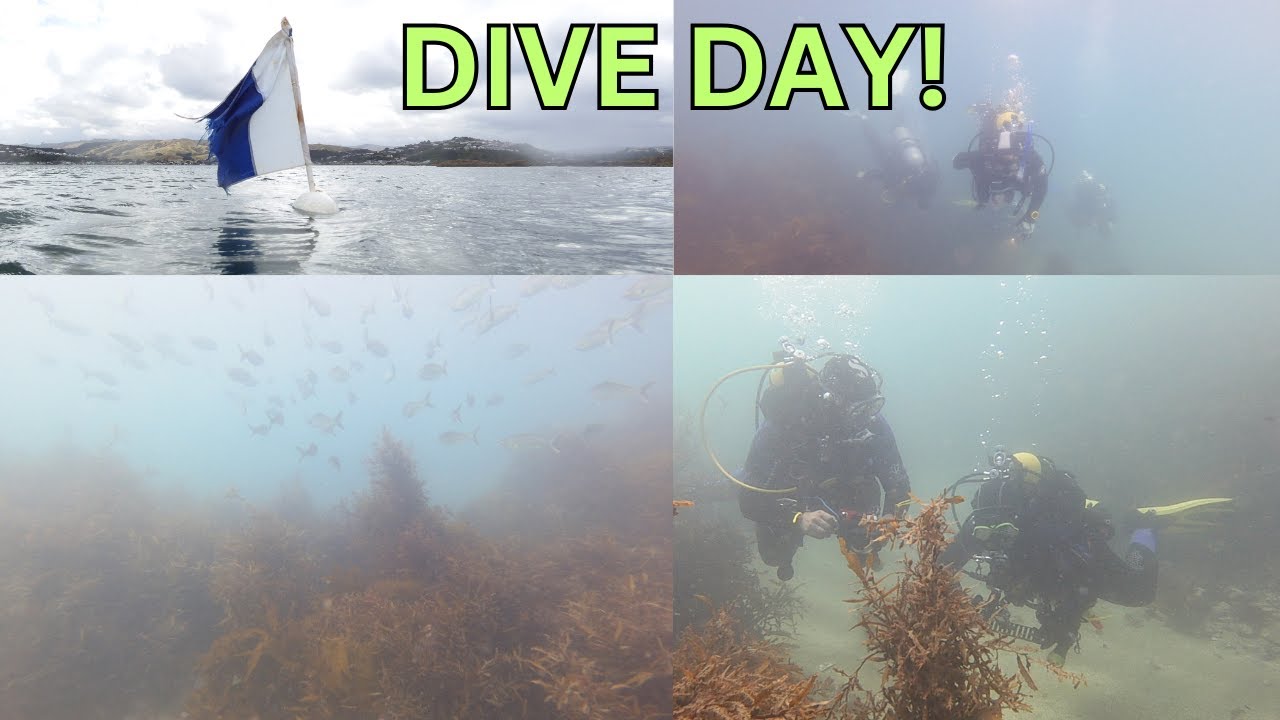 Fun Dive Day Video - 5th January 2025 - YouTube