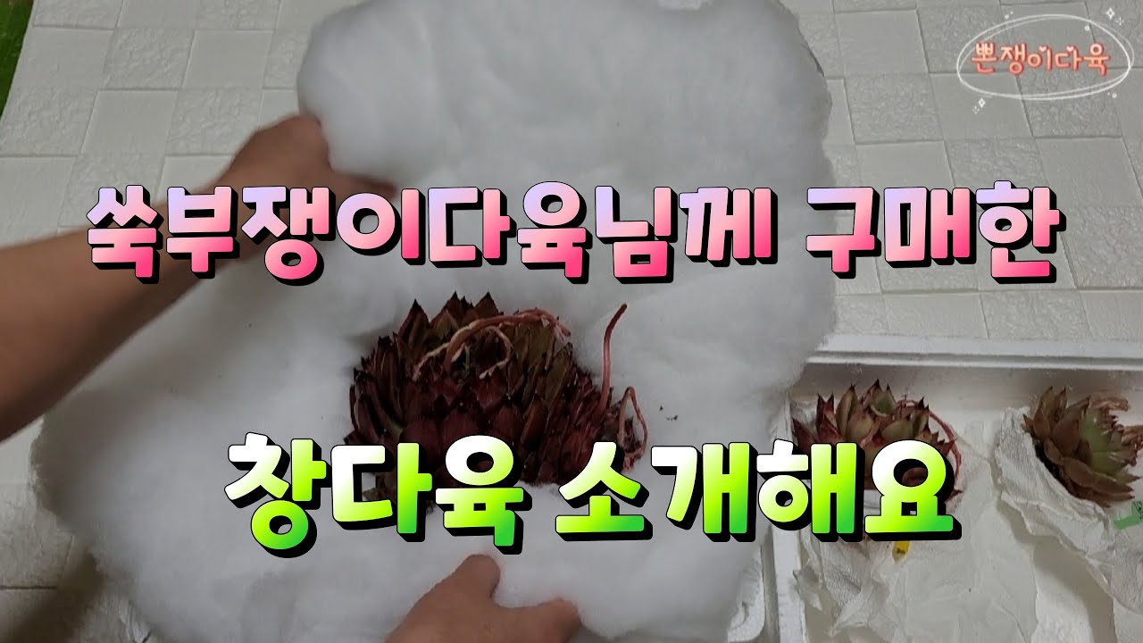 쑥부쟁이다육님께 구입한 대품 호주마리아 골드메리철화 뭉크 호주트로이 우리연느 소개해요 다육이 다육식물 다육이키우기