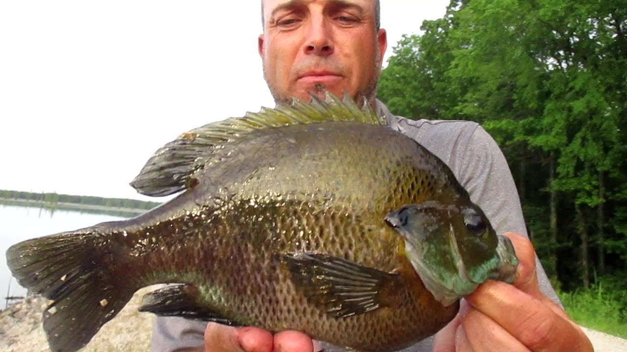 S08E06- Bluegill the Size of Dinner Plate (Personal Best 2 Pounder ...