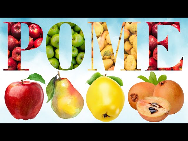 Pome Exploring Pome Fruits Types Uses Fun Facts 100 List Of, 45% OFF