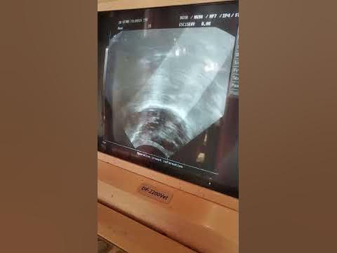 Aspiración Folicular en bovinos “Ovum pick-up” (OPU). - YouTube