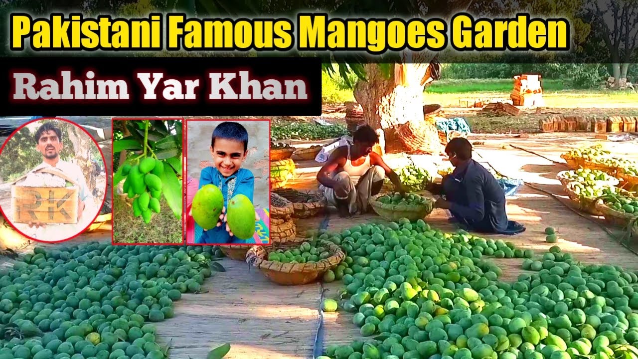 Most Famous Pakistani Mangoes || Famous Mango of Rahim Yar Khan Pakistan - YouTube