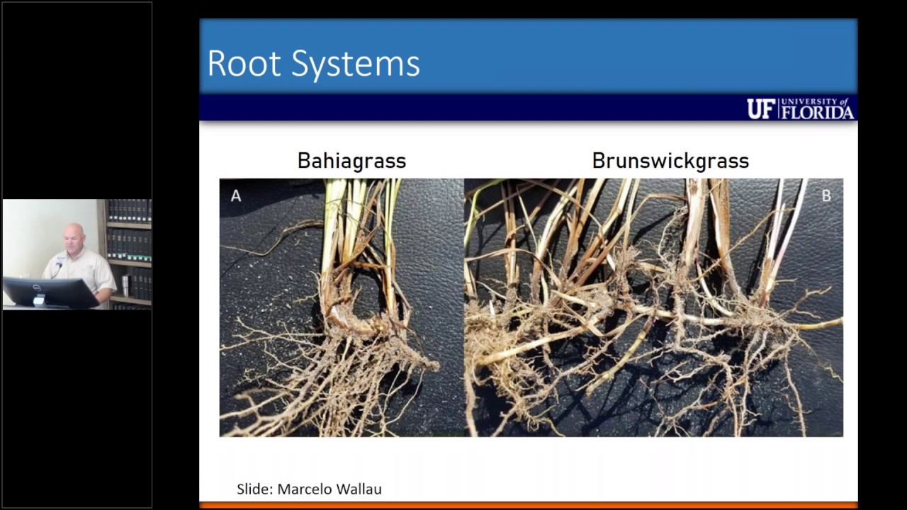Management of Brunswickgrass in Bahia Seed Production Fields - Brent ...