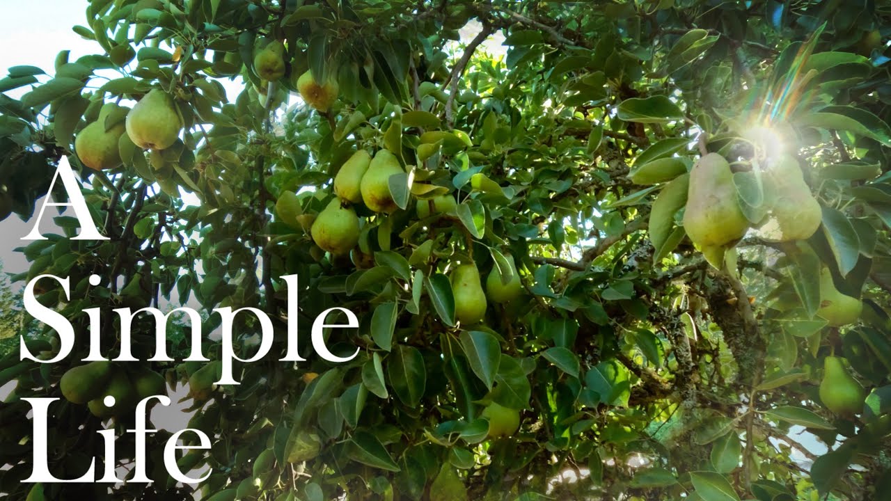 Our Spectacular Pigs, Figs and our Food Forest! - YouTube