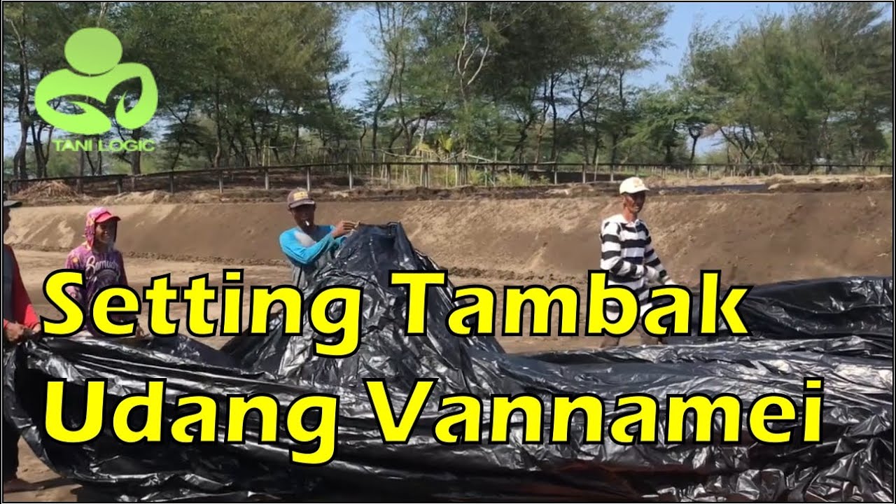 Setting Tambak Intensif Udang Vanname - YouTube