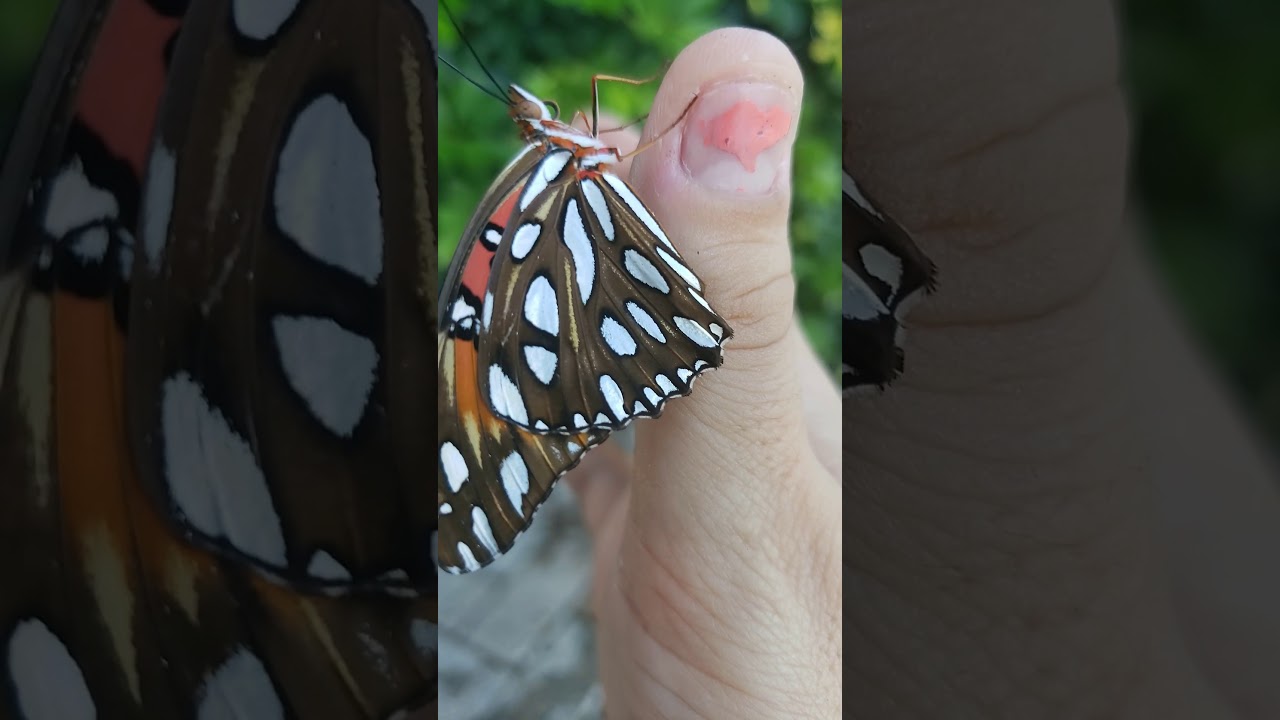 Butterfly injured but, wont leave my side. This is the closets I've ...