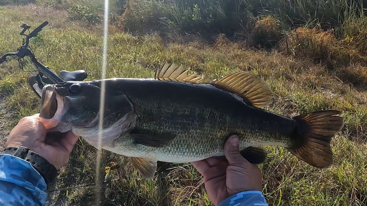 Pescando Truchas o Lobinas en los Everglades de la Florida. - YouTube