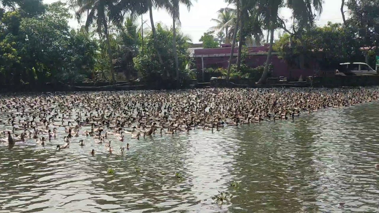 BEAUTIFUL KUTTANADU flock of kuttanadan ducks at kuttanaden back waters ...