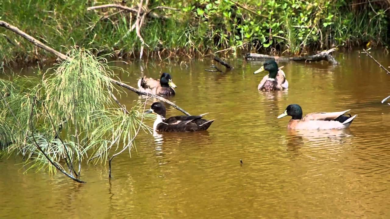 Bermuda Spring Apr 11 20 - YouTube