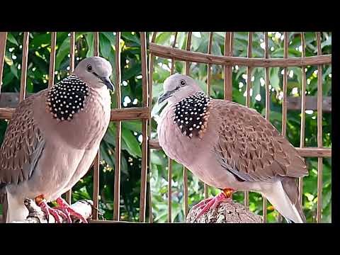 most Beautiful Fancy Spotted Dove - YouTube