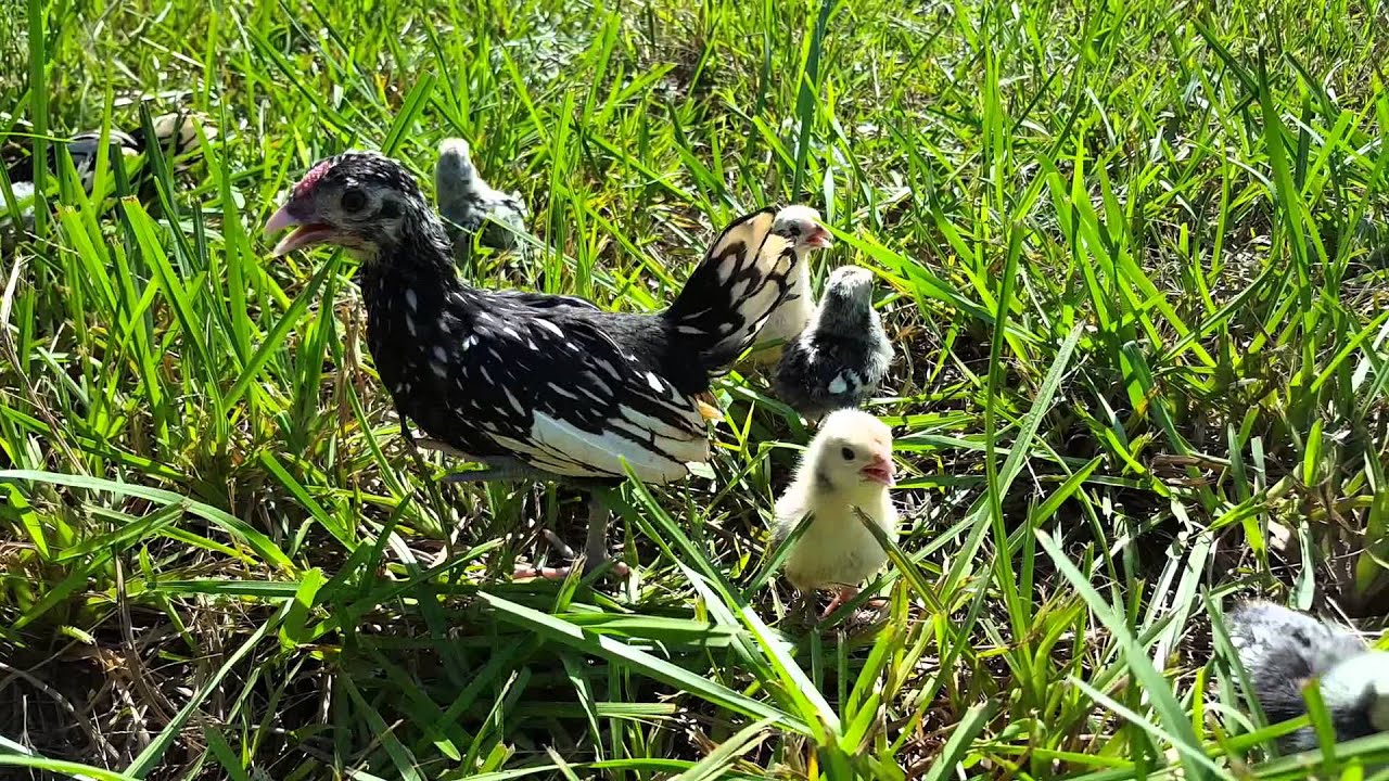 Silver Sebright Chicks - YouTube
