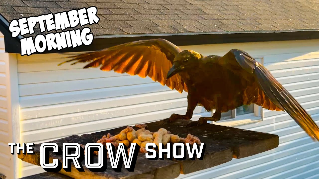 Crows, Jays & Starlings Ground Beef & Peanut Buffet - YouTube