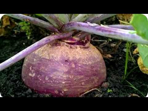 Nabo: beneficios y propiedades. - YouTube