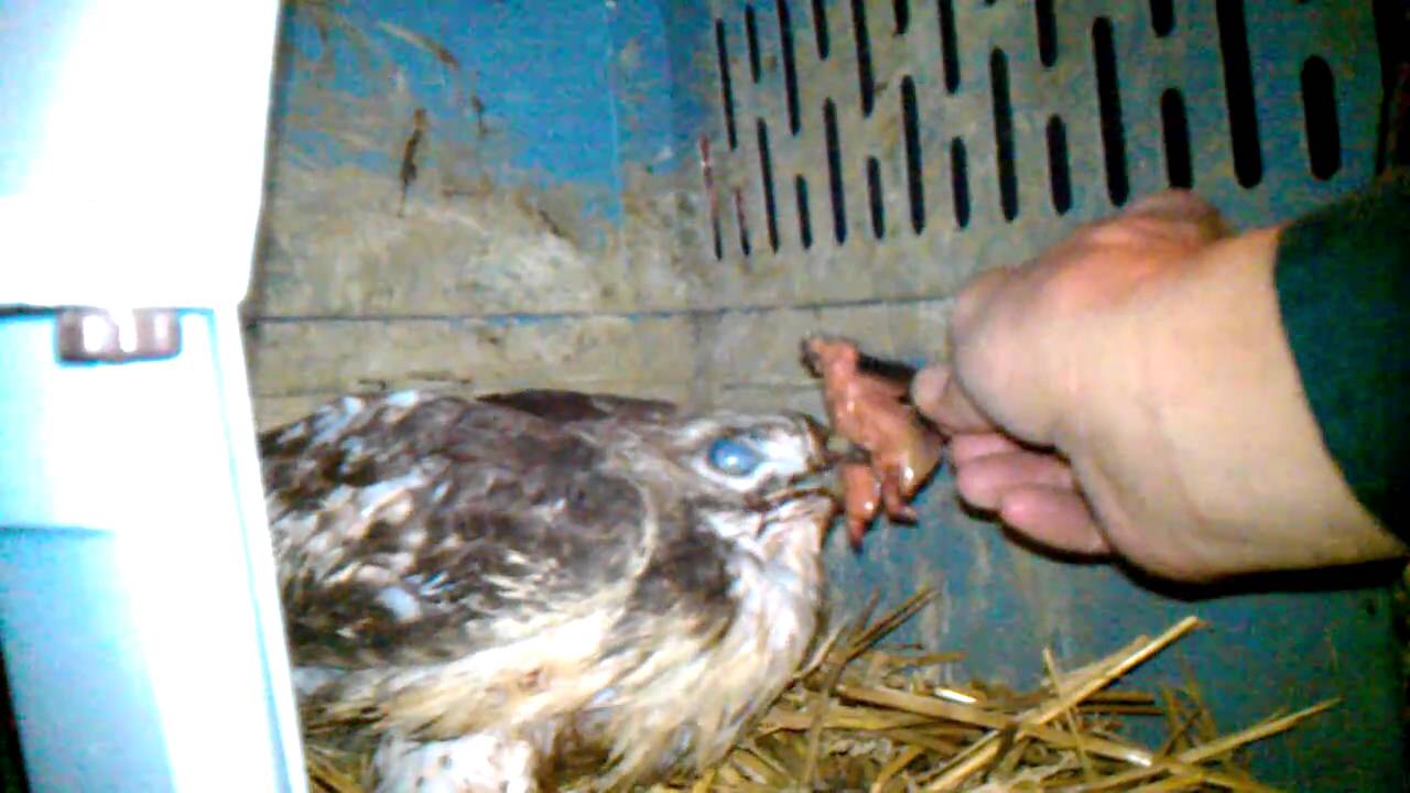 Hazel the Hawk - rescued with both legs broken - YouTube