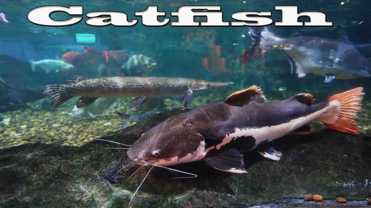 Catfish - YouTube