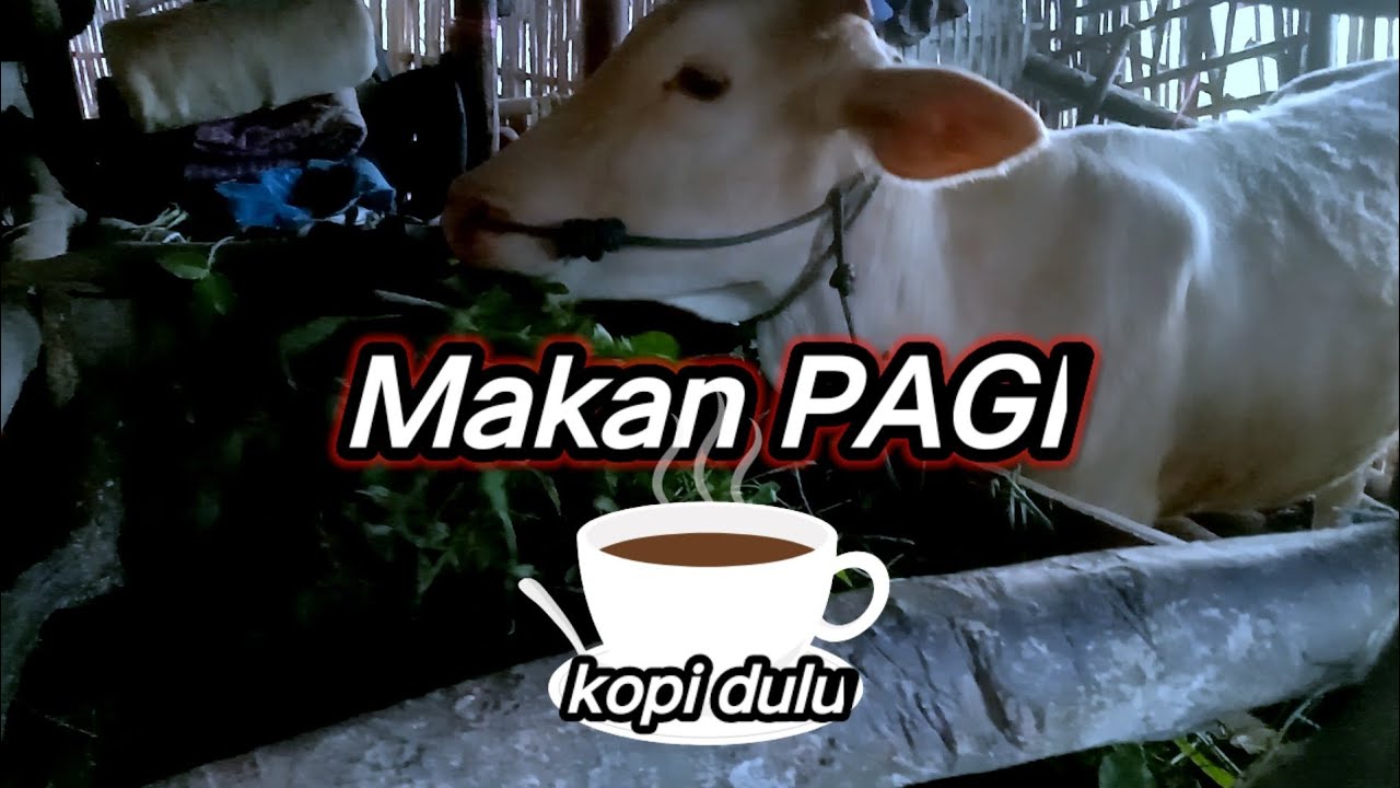 aktifitas sapi lagi makan di pagi hari - YouTube