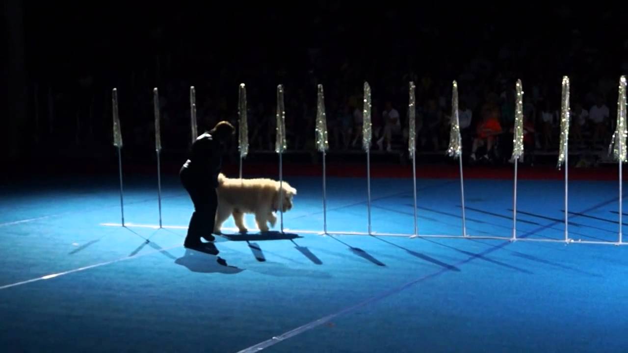 Super Dog Show-Dancing Walk - YouTube