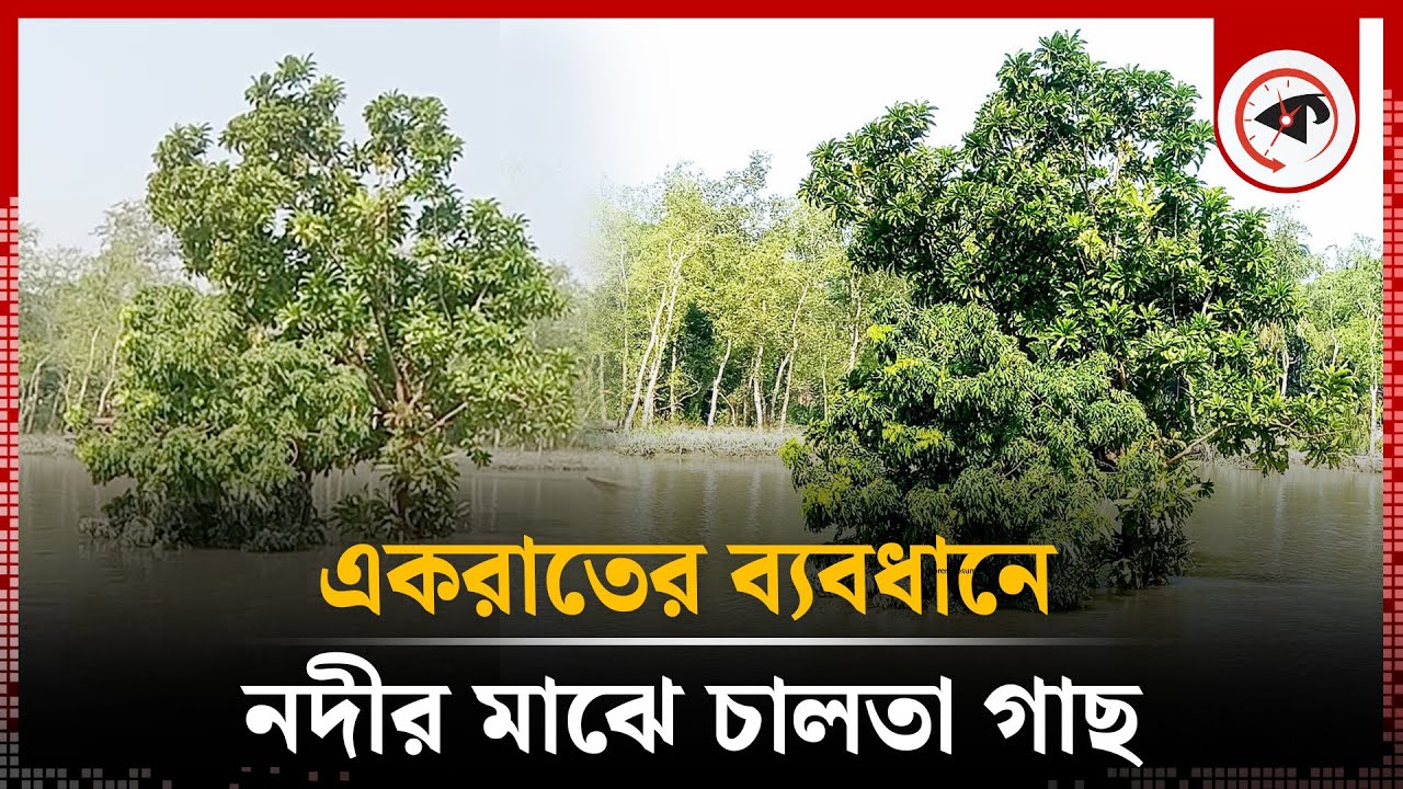 একরাতের ব্যবধানে নদীর মাঝে চালতা গাছ, নেপথ্যে কী? | Chalta Tree | River ...