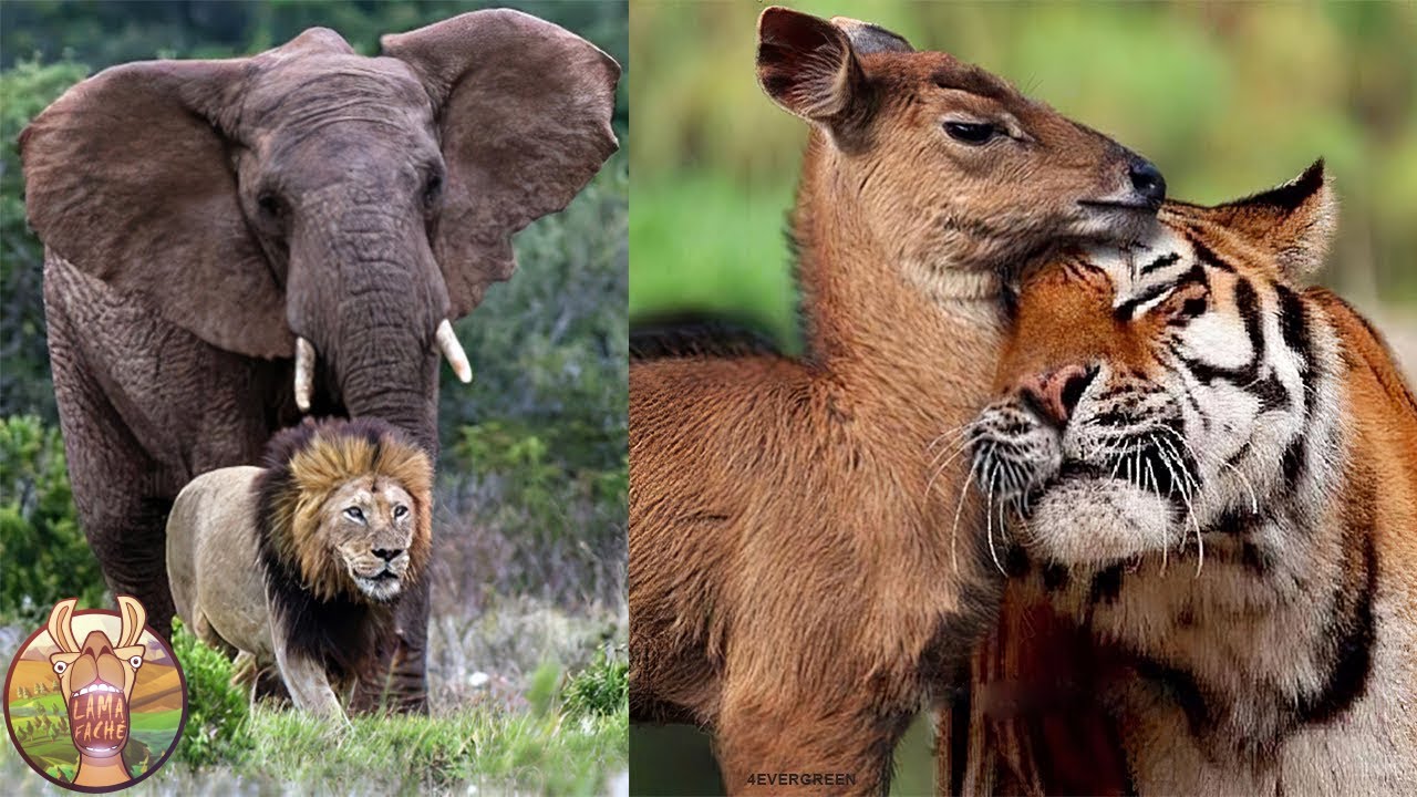 Ces Amitiés Entre Animaux Vont Vous Choquer ! - YouTube