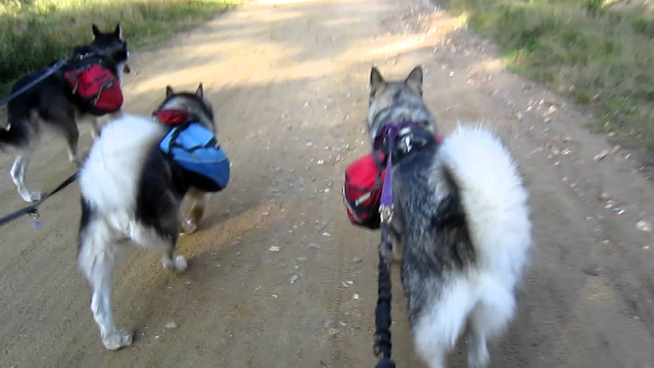 Backpacking Alaskan Malamutes - YouTube