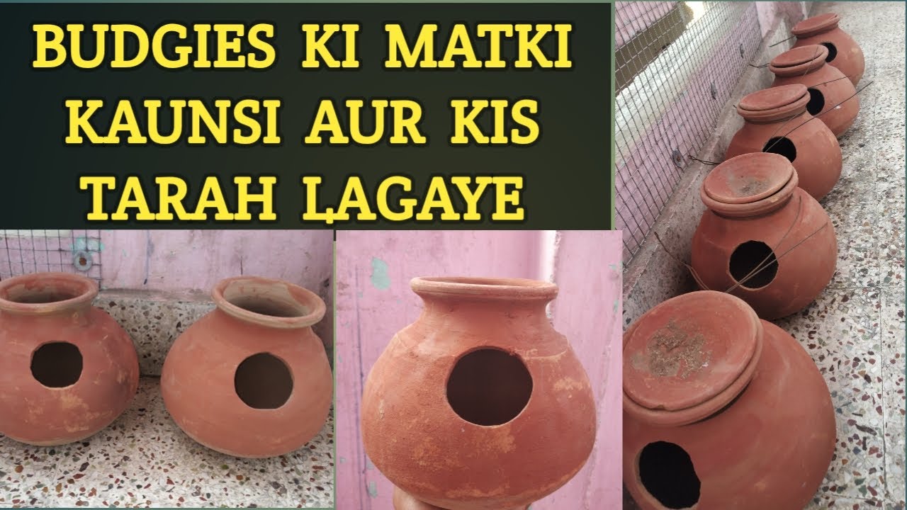 Budgies Ke Liye Matki Kaunsi Aur Kis Tarah Lagaye Budgies Ki Matki budgies-ke-liye-matki-kaunsi-aur-kis-tarah-lagaye-budgies-ki-matki