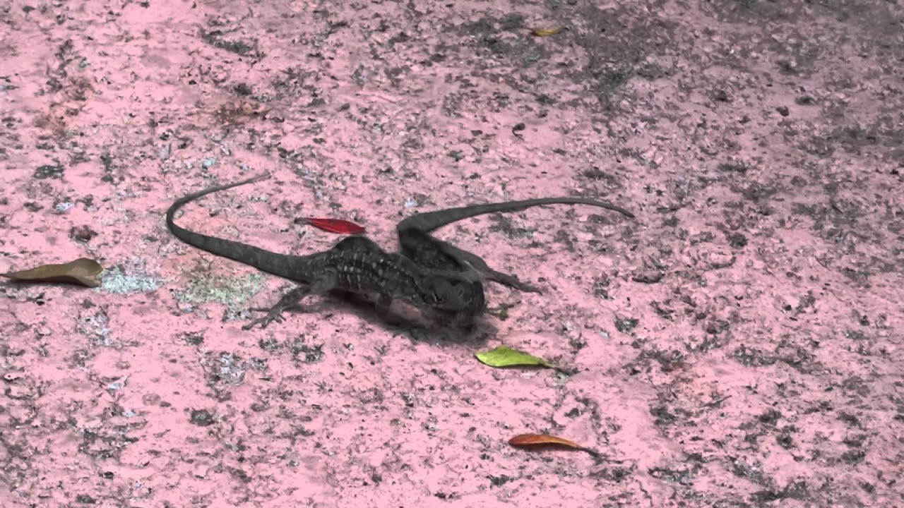 salamander fight close-up - YouTube
