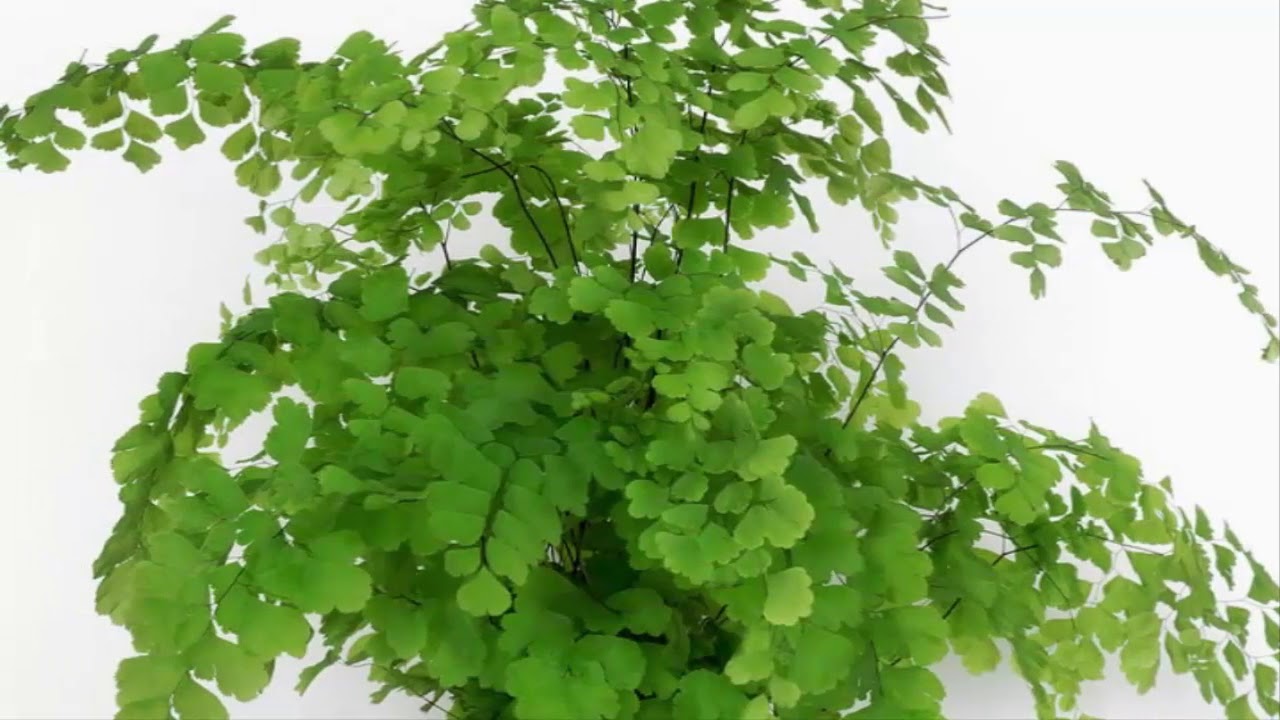 How to Plant and Take Care of Suplir Flowers as Leaf Ornamental Plants ...