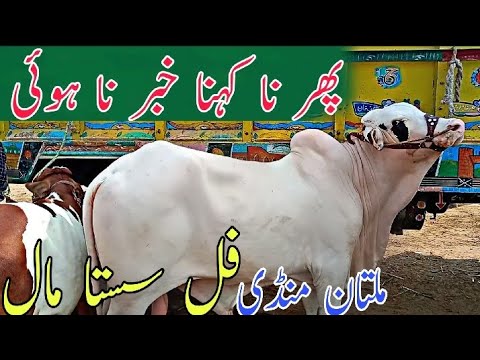 Sirf Sasty Bachry Dekhen Phir Na kehna khabar na howe || Multan Mandi ...