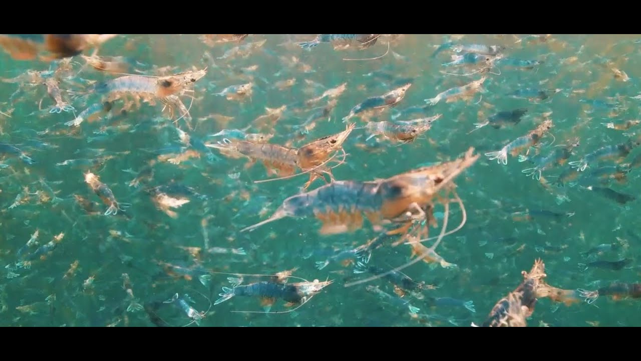 Fa'ahotu 1 : La crevette bleue - YouTube