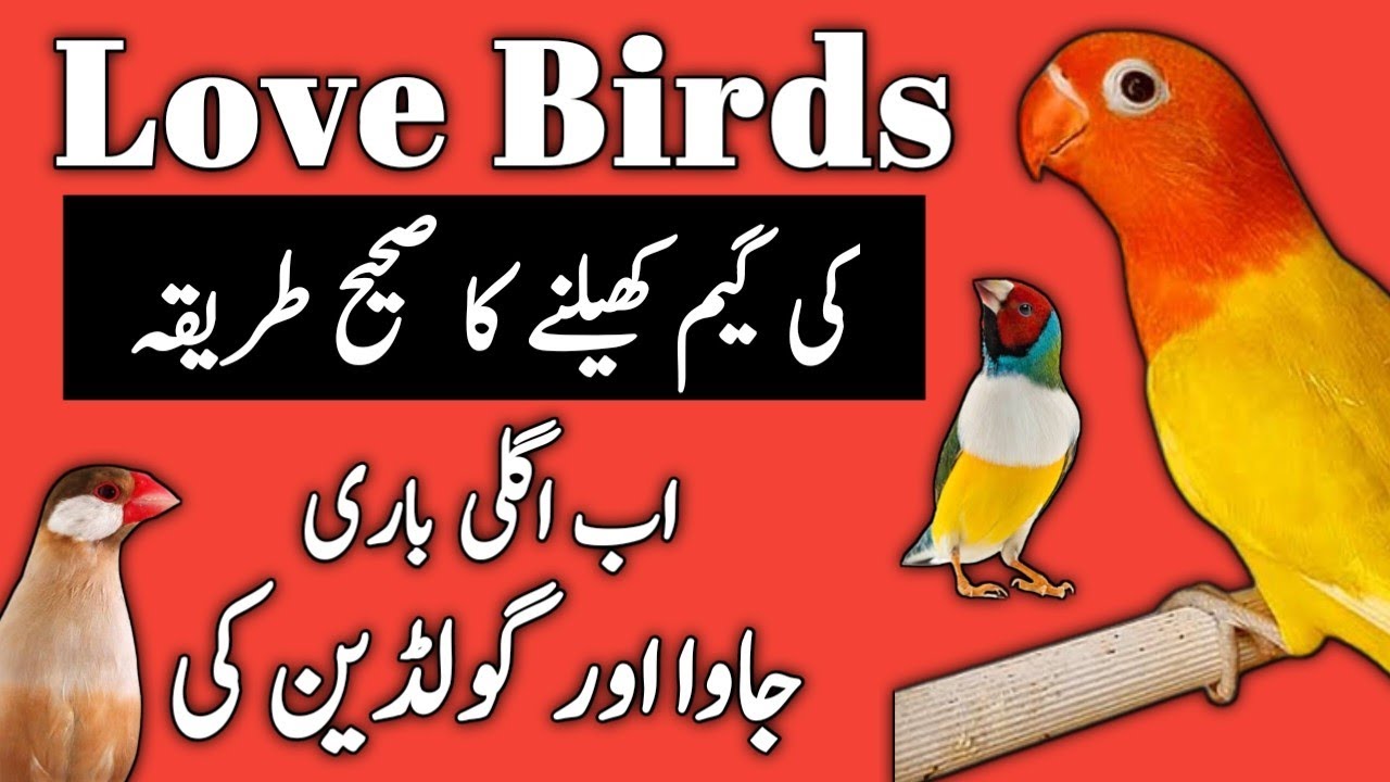 Love Birds Business Tips 2024 | How To Start Profitable Love Birds ...