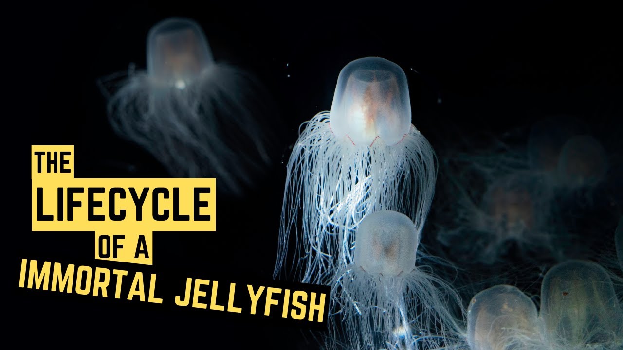 Unraveling The Truth About Immortal Jellyfish 🪼 || Do Jellyfish Live ...