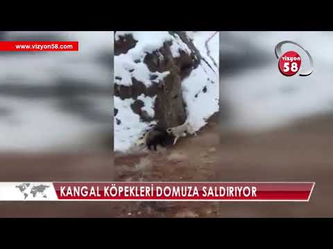 KANGAL KÖPEKLERİ DOMUZA SALDIRIYOR
