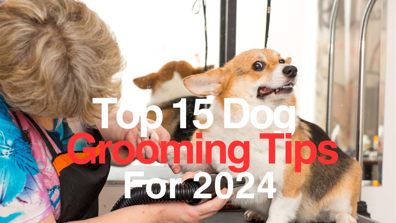 Top 15 Dog Grooming Tips : Master the art of dog grooming with our top ...
