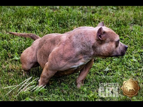 TopSouthBullies "AFENI" 1 Year Old American Bully - YouTube