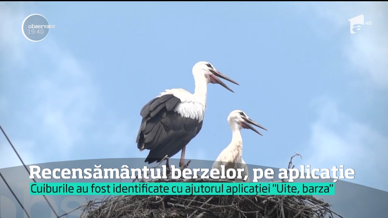 În 200 de metri, uite barza! A apărut primul GPS care monitorizează ...