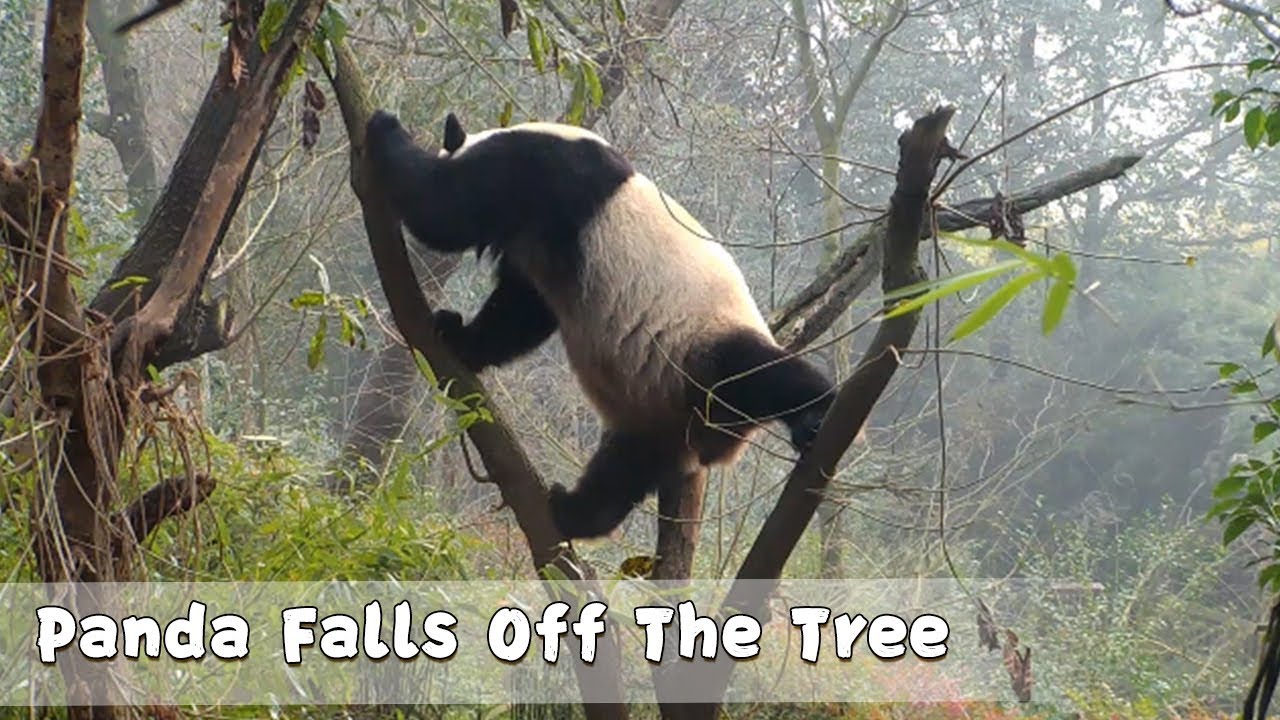 The Panda's Embarrassing Moment Is Related To Overweight! | iPanda ...