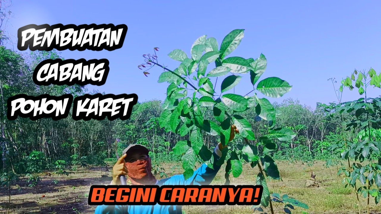 proses pembuatan cabang pada pohon karet yang dijamin tumbuh cabang ...